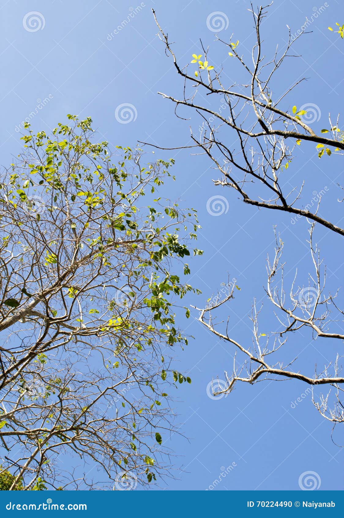 Dry tree in summer season stock photo. Image of ecology - 70224490