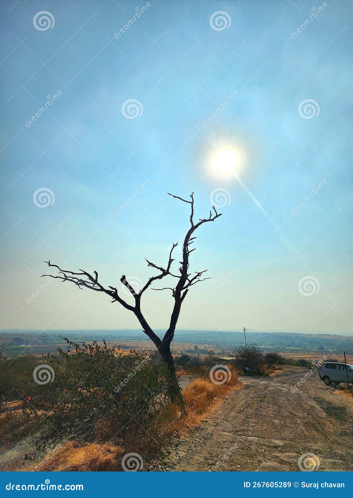Dry Tree and Sun in Dry Land Stock Image - Image of desert, morning ...