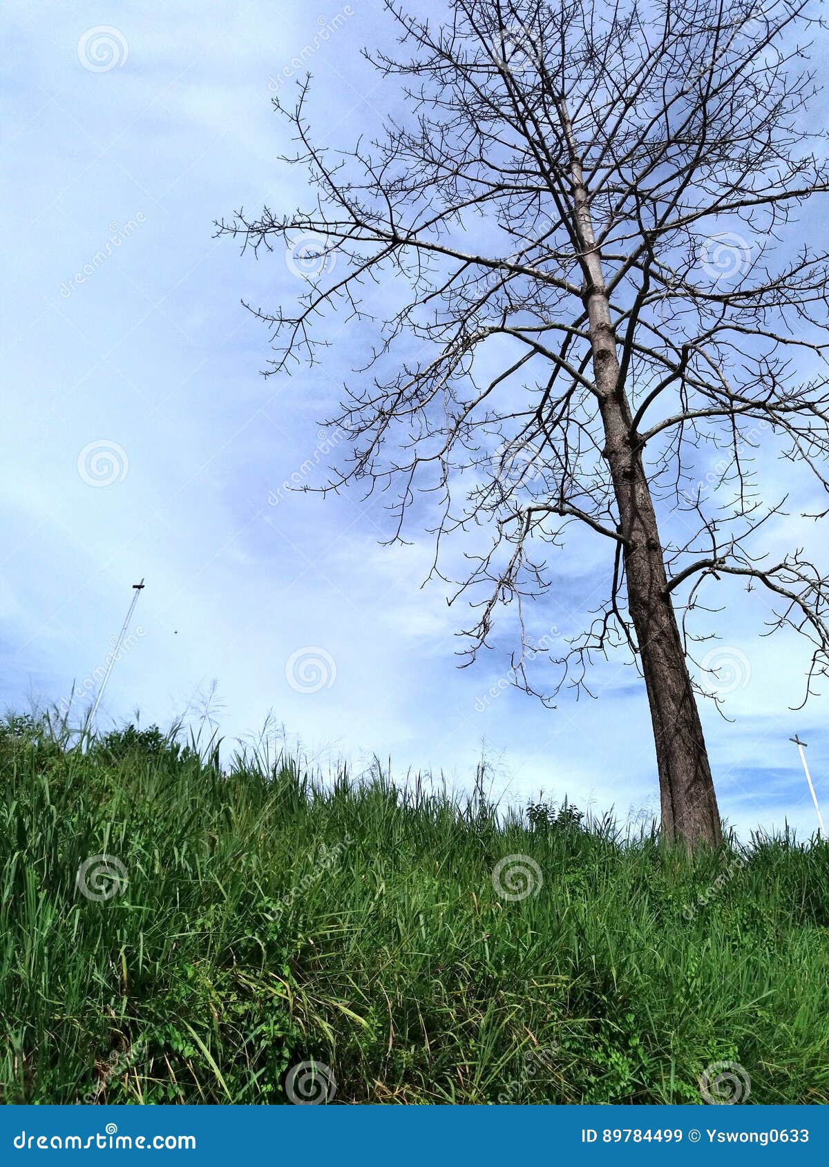 A dry tree stock image. Image of natural, drytree, tree - 89784499