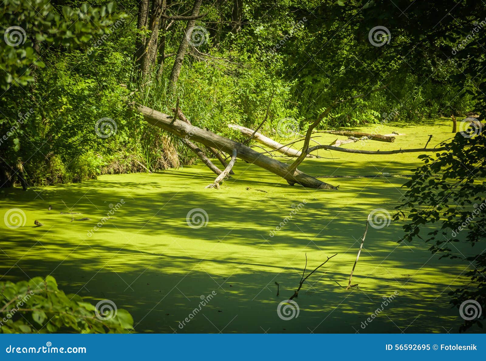 Dry tree in the swamp stock image. Image of outdoors - 56592695