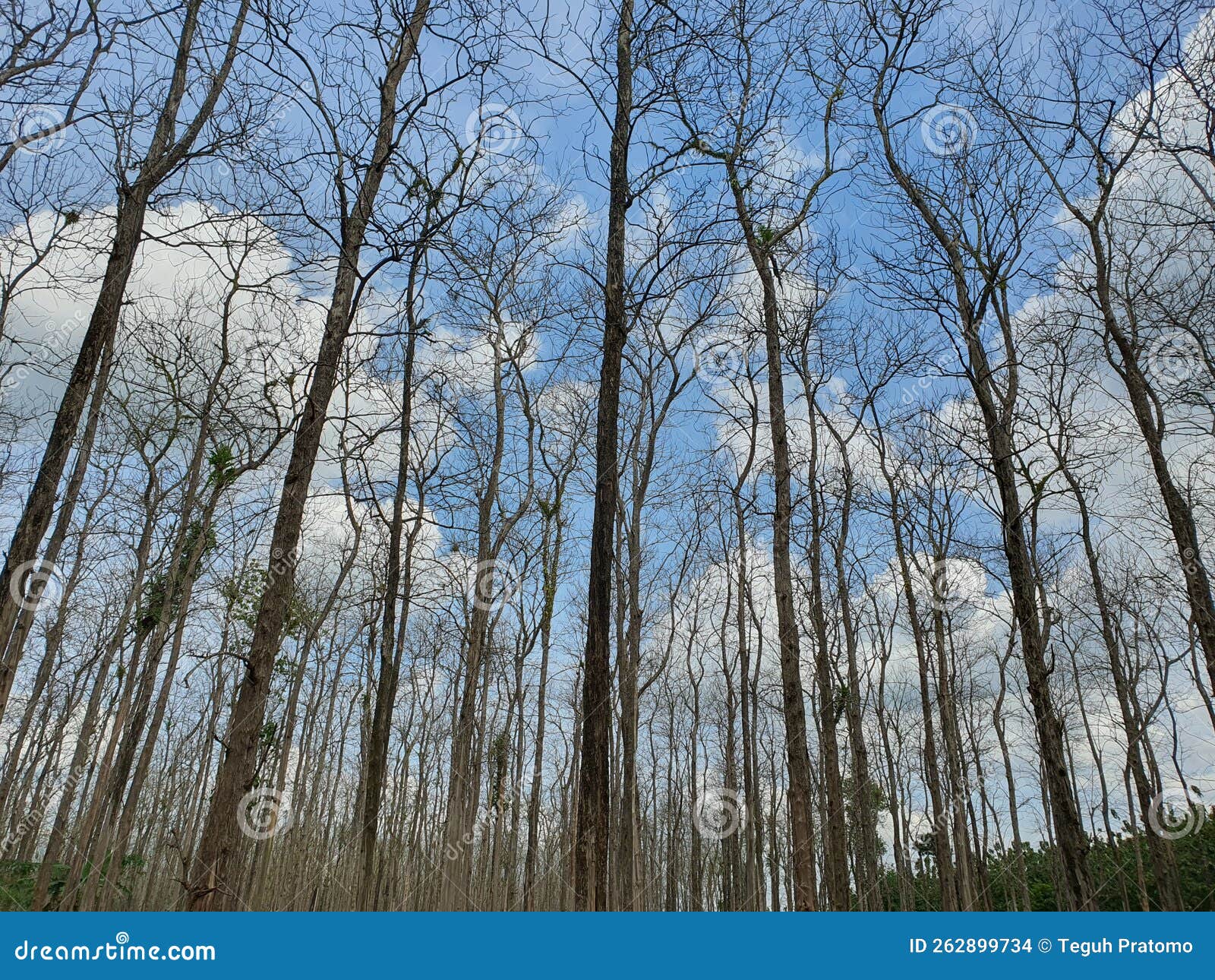 Dry Tree Teak Tree , Dry Barks , Dry Branches, Dry Trunks, Dry Twigs ...
