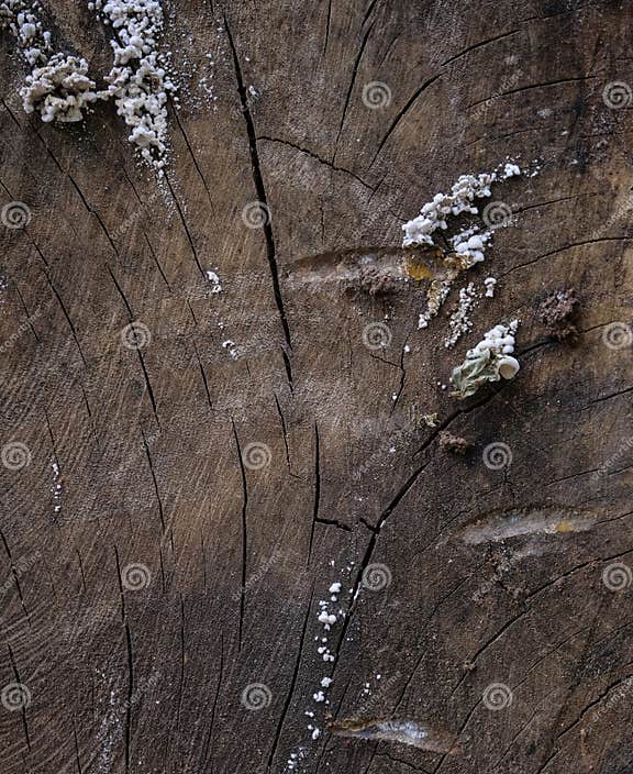 Dry Tree Texture. Tree Bark Background Texture Stock Photo - Image of ...