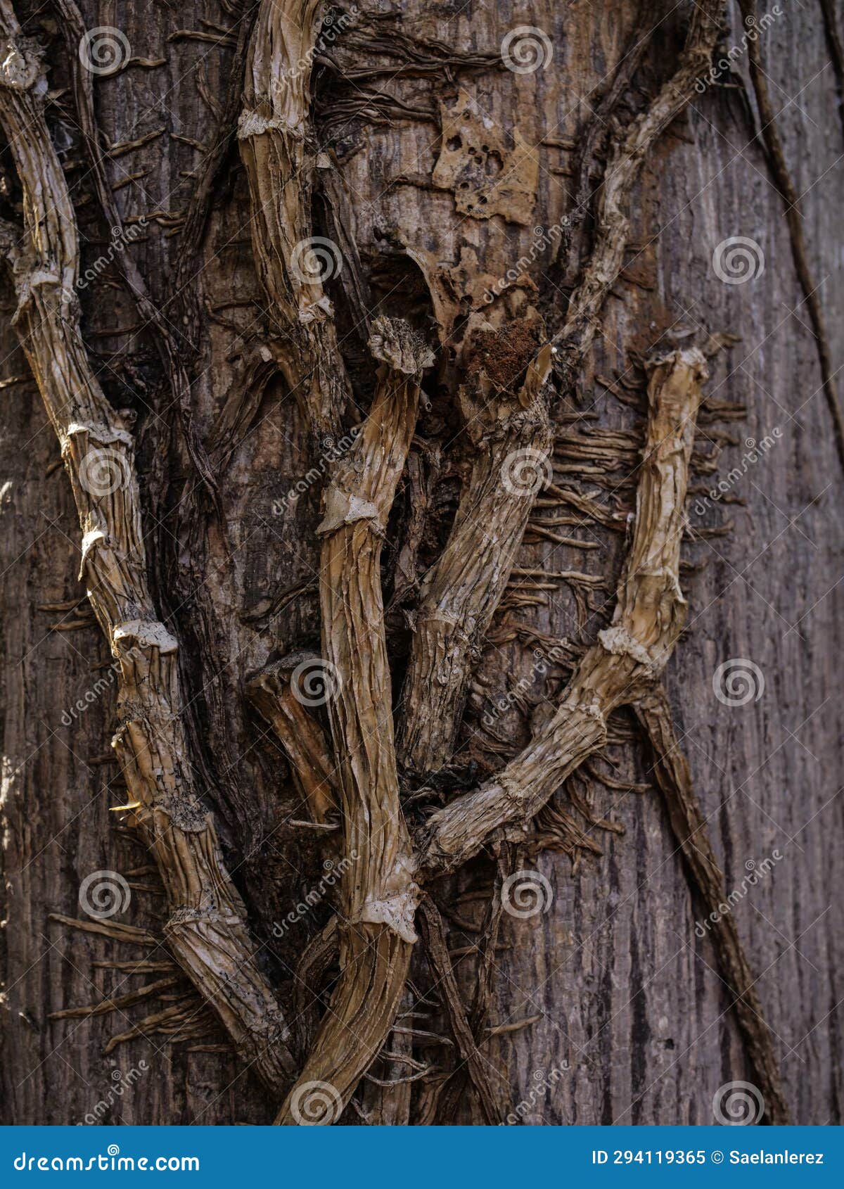 Dry Tree Texture. Tree Bark Background Texture Stock Image - Image of ...