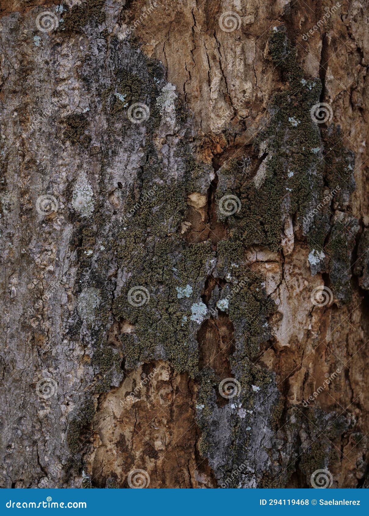 Dry Tree Texture. Tree Bark Background Texture Stock Photo - Image of ...