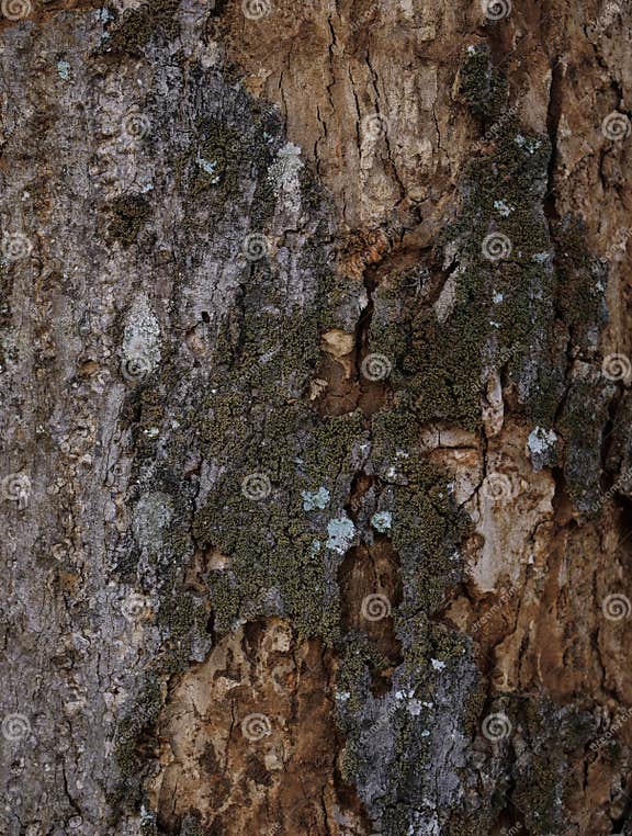 Dry Tree Texture. Tree Bark Background Texture Stock Photo - Image of ...
