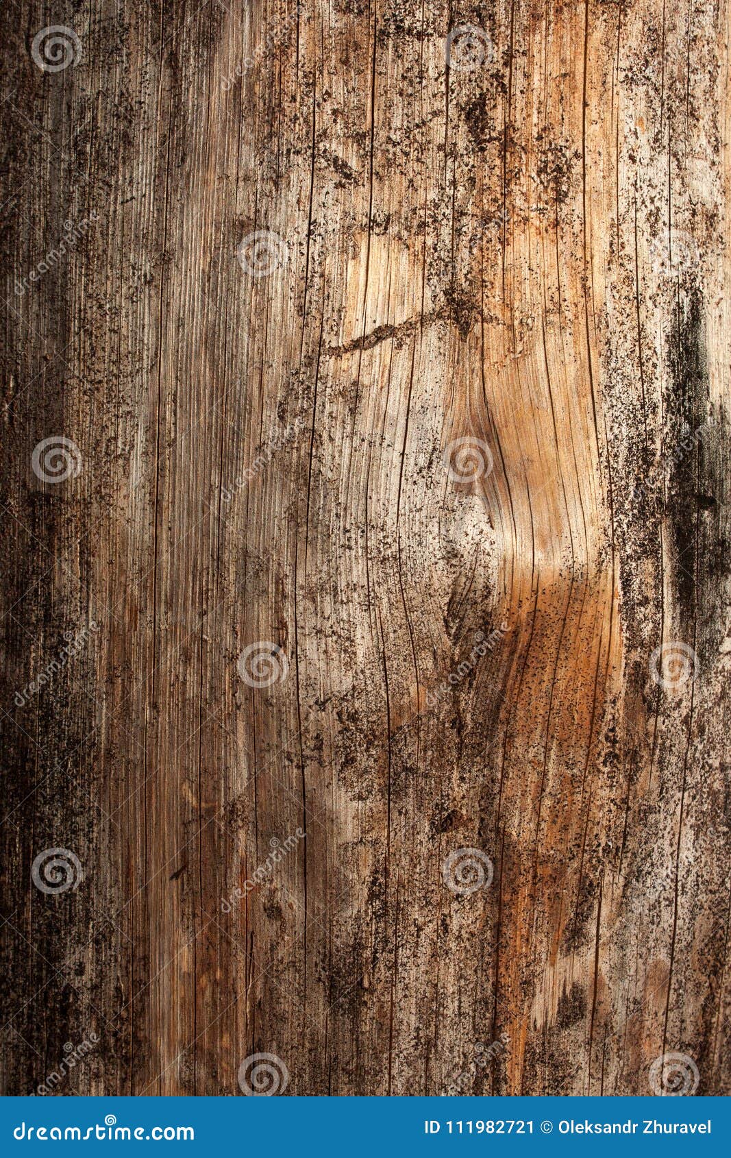 Dry tree texture stock image. Image of brown, material - 111982721