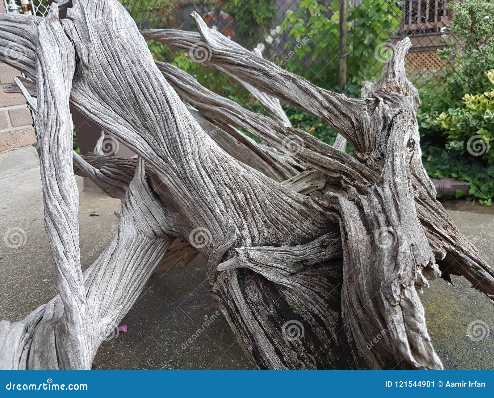 Dry Tree Texture from the Field Stock Image - Image of isolated, plant ...