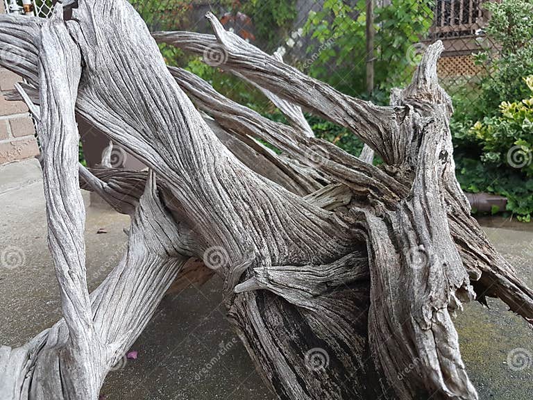 Dry Tree Texture from the Field Stock Image - Image of isolated, plant ...