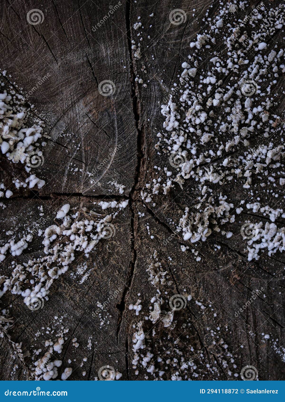 Dry Tree Texture. Tree Bark Background Texture Stock Photo - Image of ...