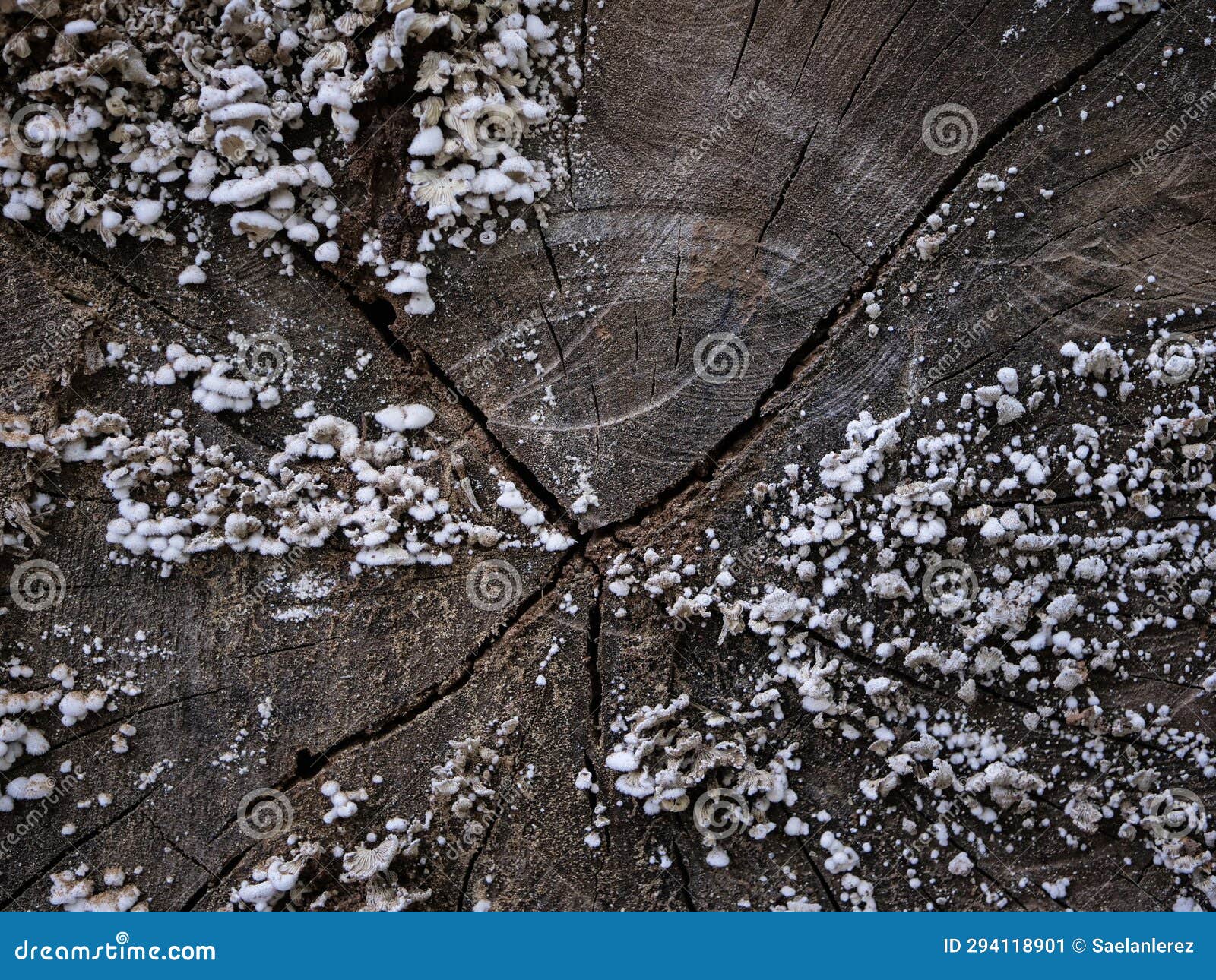 Dry Tree Texture. Tree Bark Background Texture Stock Image - Image of ...