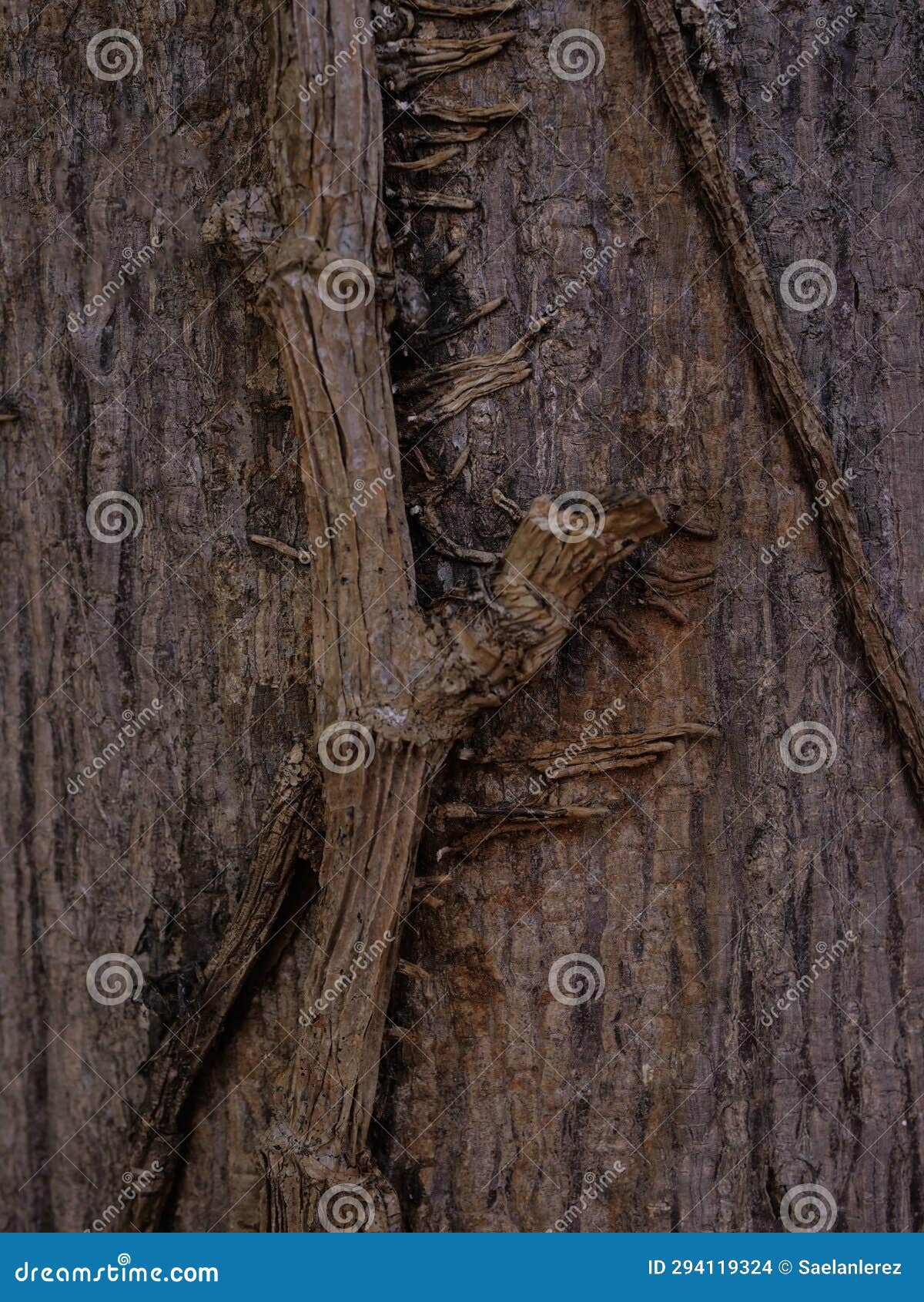 Dry Tree Texture. Tree Bark Background Texture Stock Photo - Image of ...
