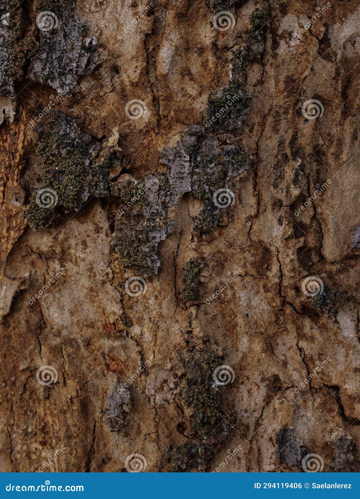 Dry Tree Texture. Tree Bark Background Texture Stock Photo - Image of ...