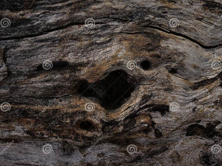 Dry Tree Texture. Tree Bark Background Texture Stock Image - Image of ...