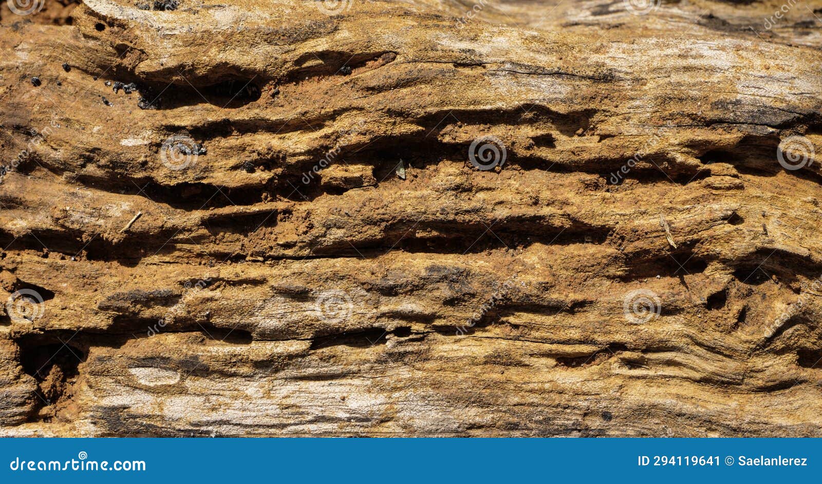 Dry Tree Texture. Tree Bark Background Texture Stock Image - Image of ...