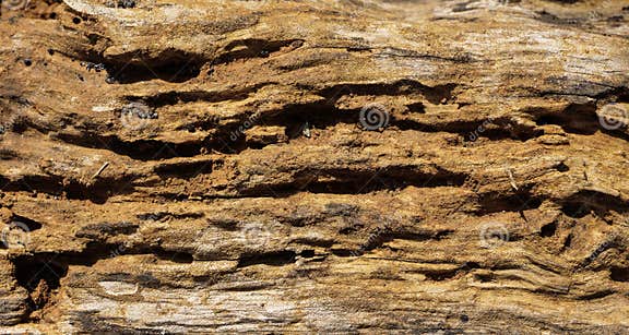 Dry Tree Texture. Tree Bark Background Texture Stock Image - Image of ...