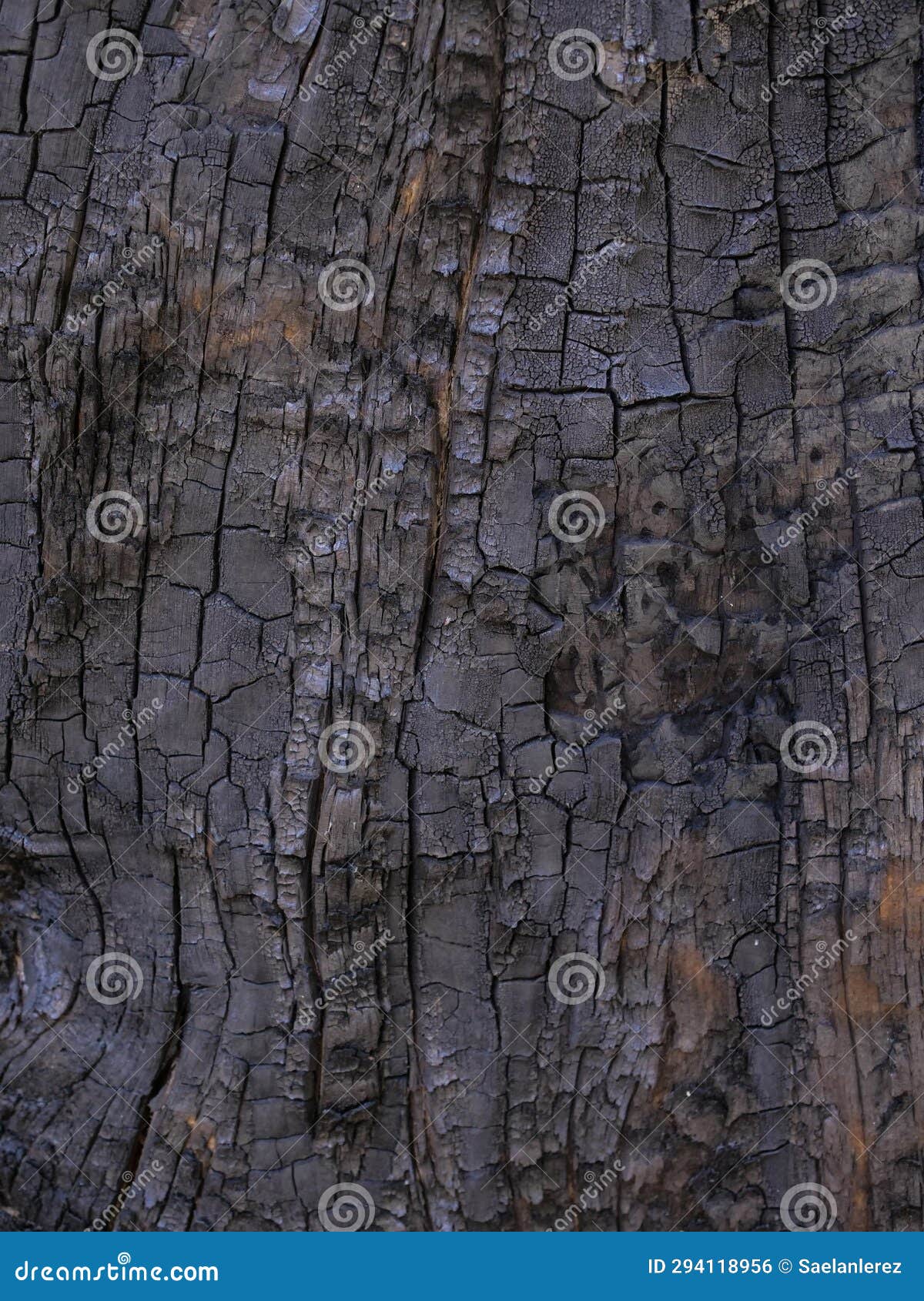 Dry Tree Texture. Tree Bark Background Texture Stock Photo - Image of ...