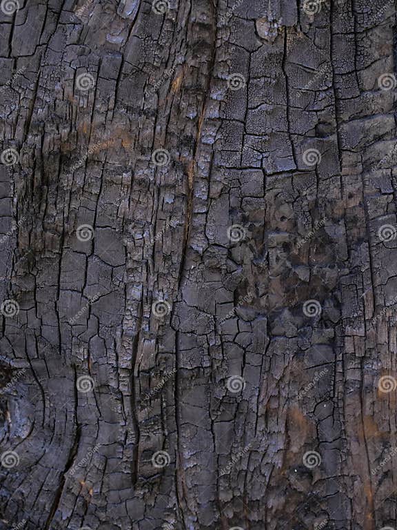 Dry Tree Texture. Tree Bark Background Texture Stock Photo - Image of ...