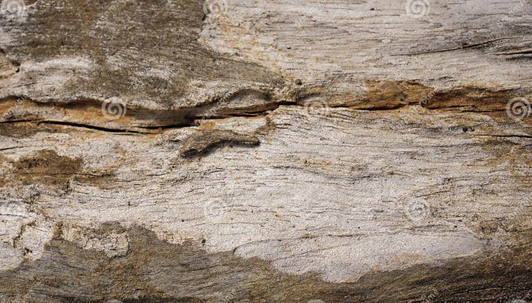 Dry Tree Texture. Tree Bark Background Texture Stock Image - Image of ...