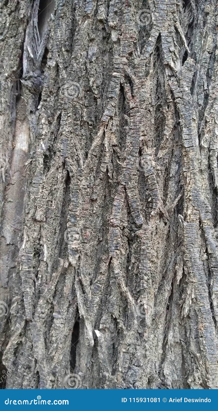 Dry Tree Texture stock image. Image of texture, wood - 115931081