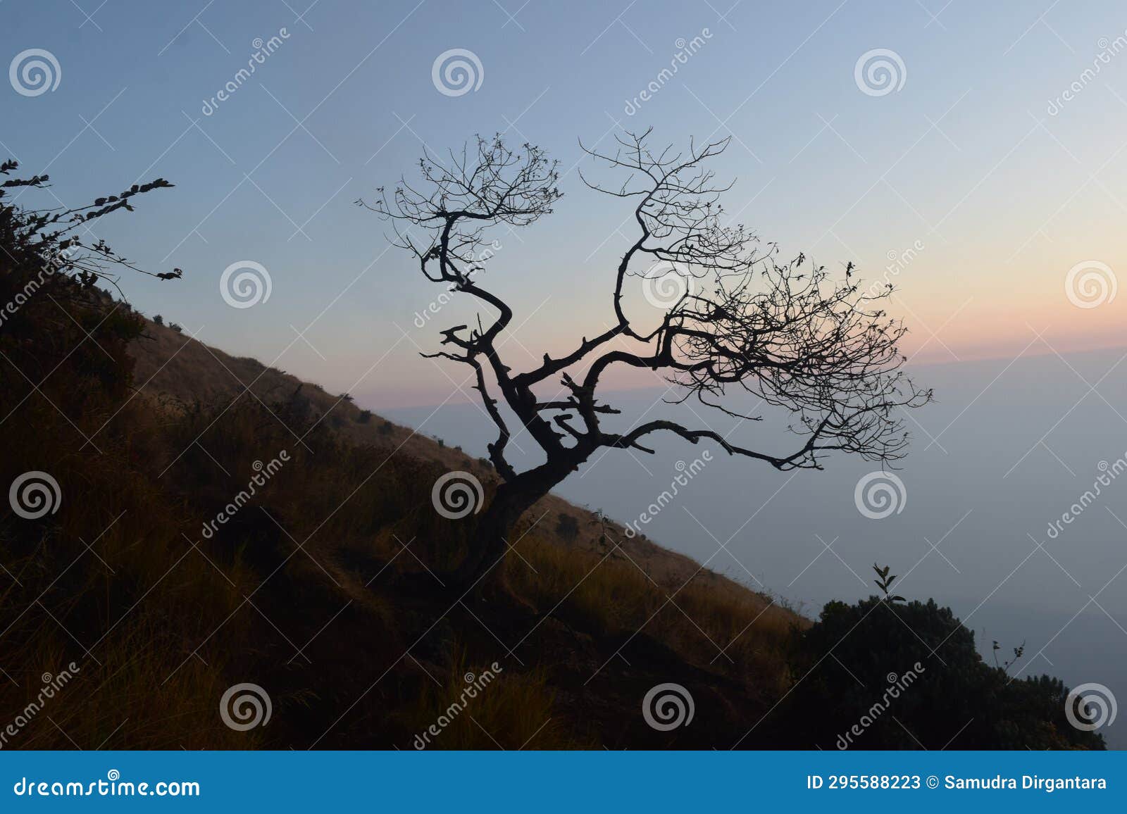 Dry Tree at the Top of Mount Sumbing Stock Image - Image of reflection ...