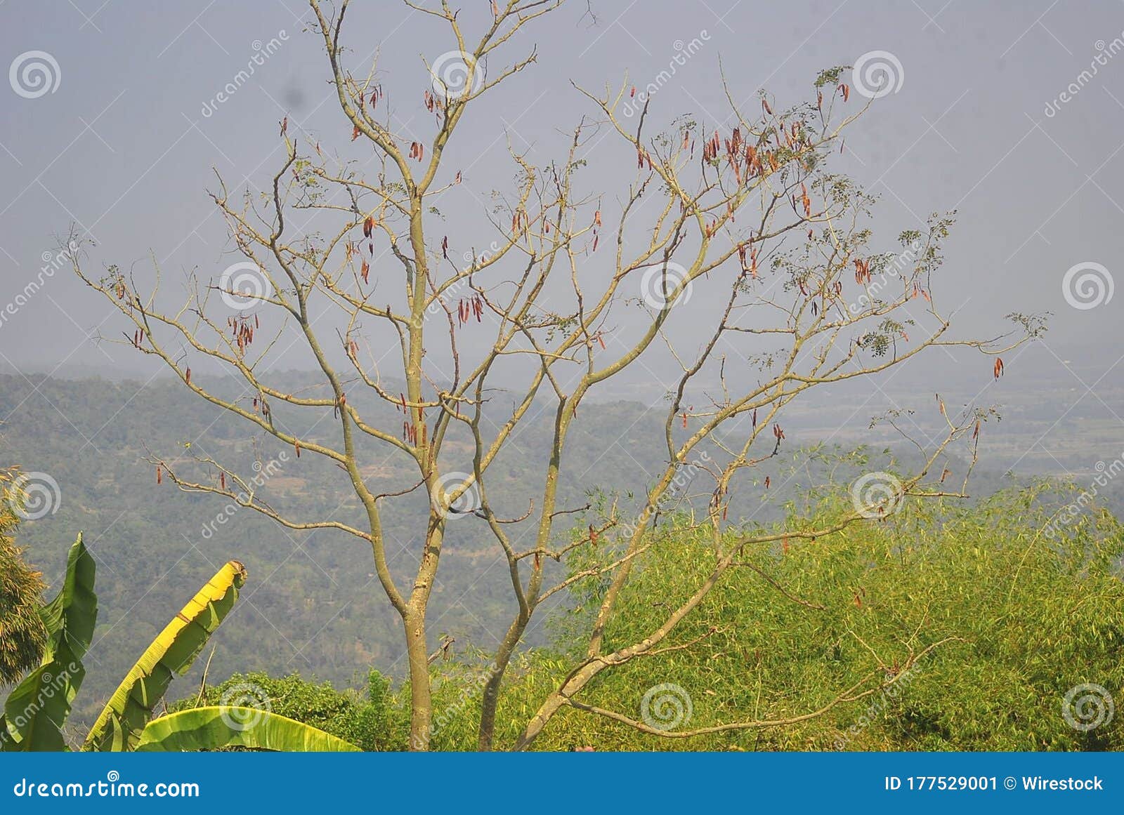 Dry Tree at the Top of a Mountain with an Overlooking View of Trees and ...