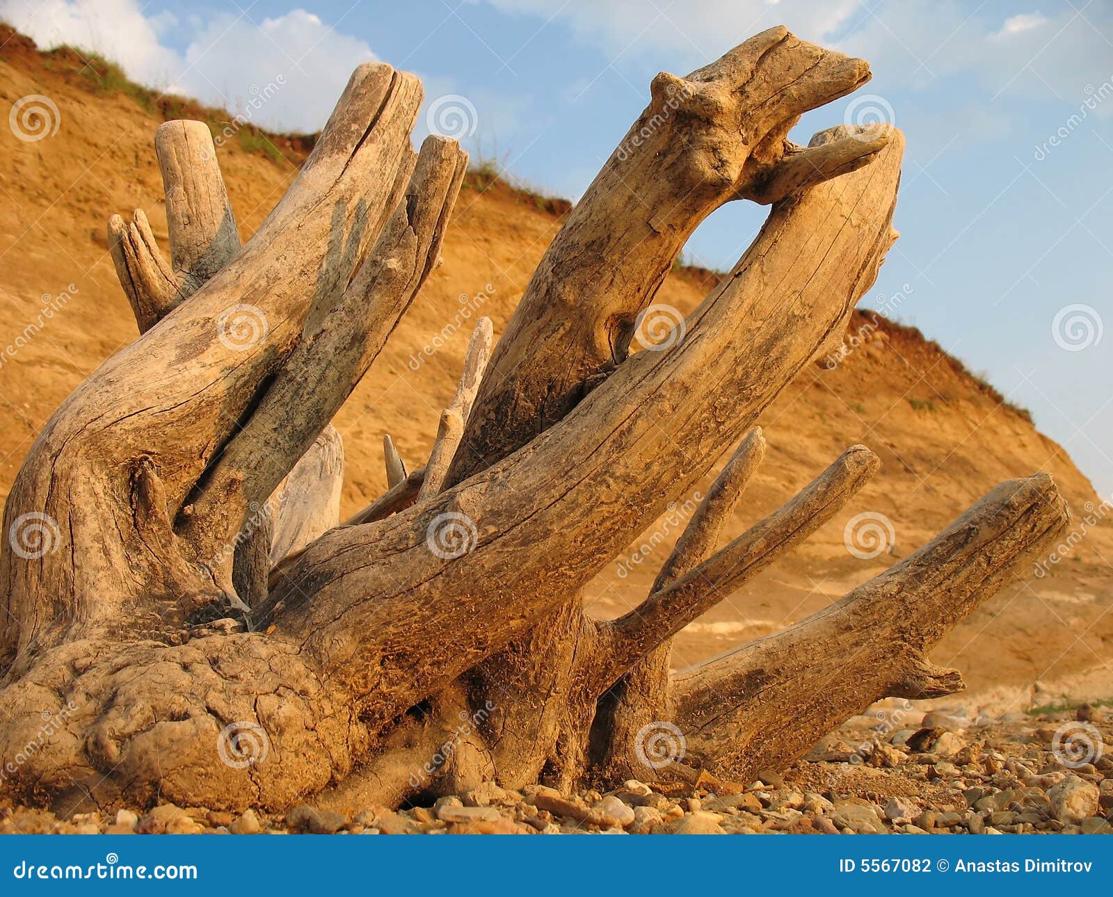 Dry tree trunk stock photo. Image of snag, dead, stem - 5567082