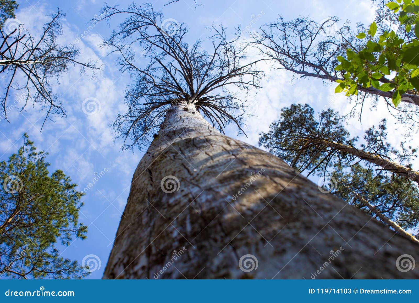 Dry Tree Trunk without Bark Stock Image - Image of trunk, bottom: 119714103