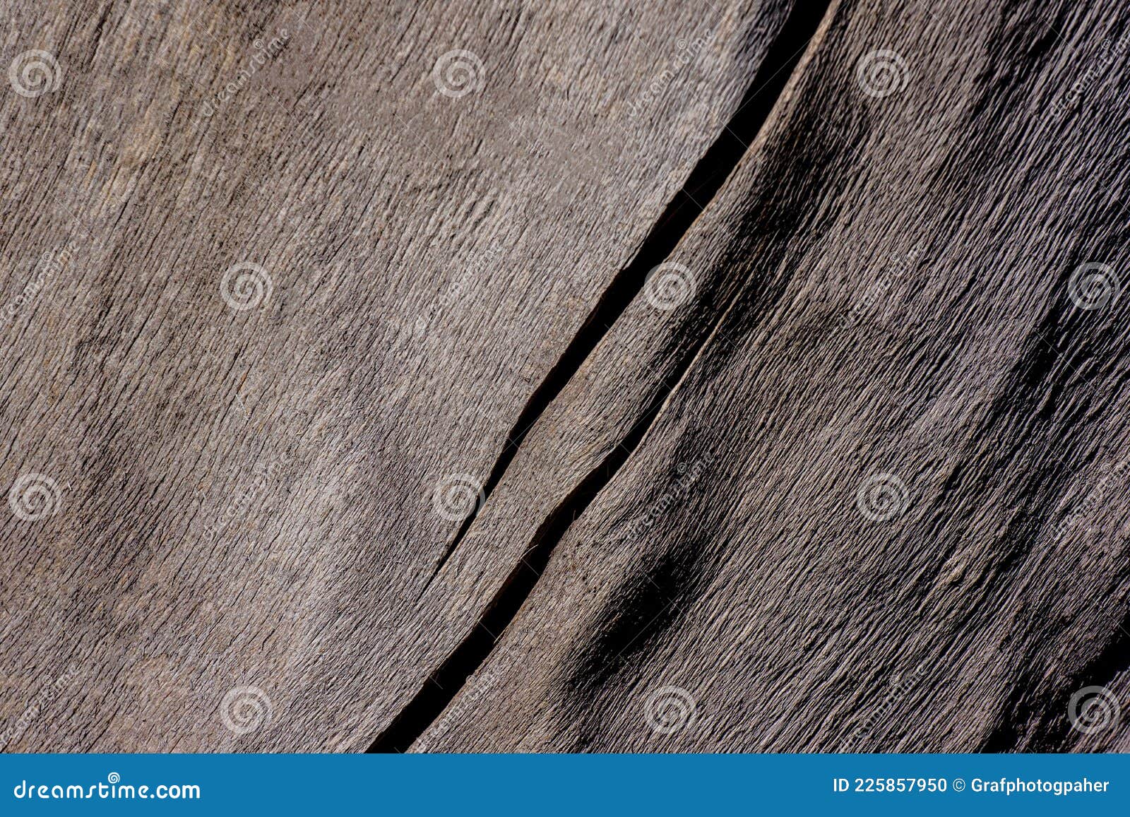 Dry Tree Trunk with Cracks stock photo. Image of detailed - 225857950