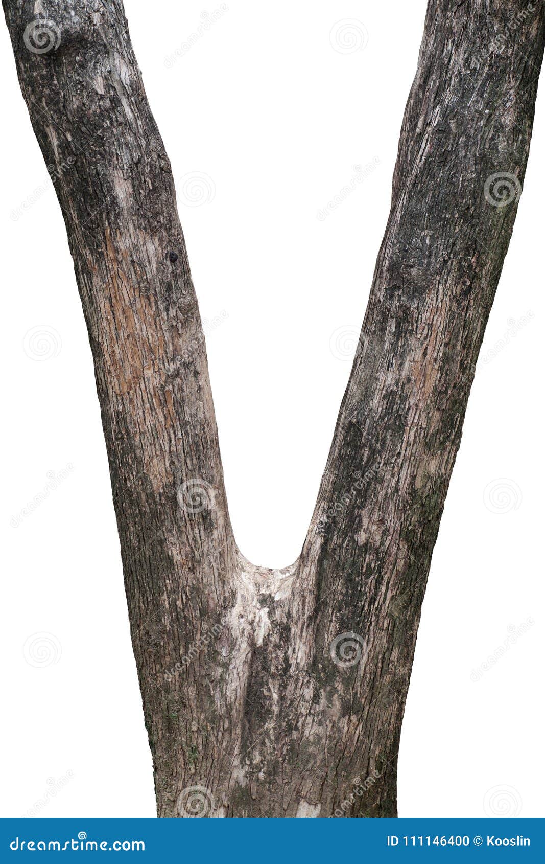 Dry tree trunk stock photo. Image of tree, bough, plant - 111146400