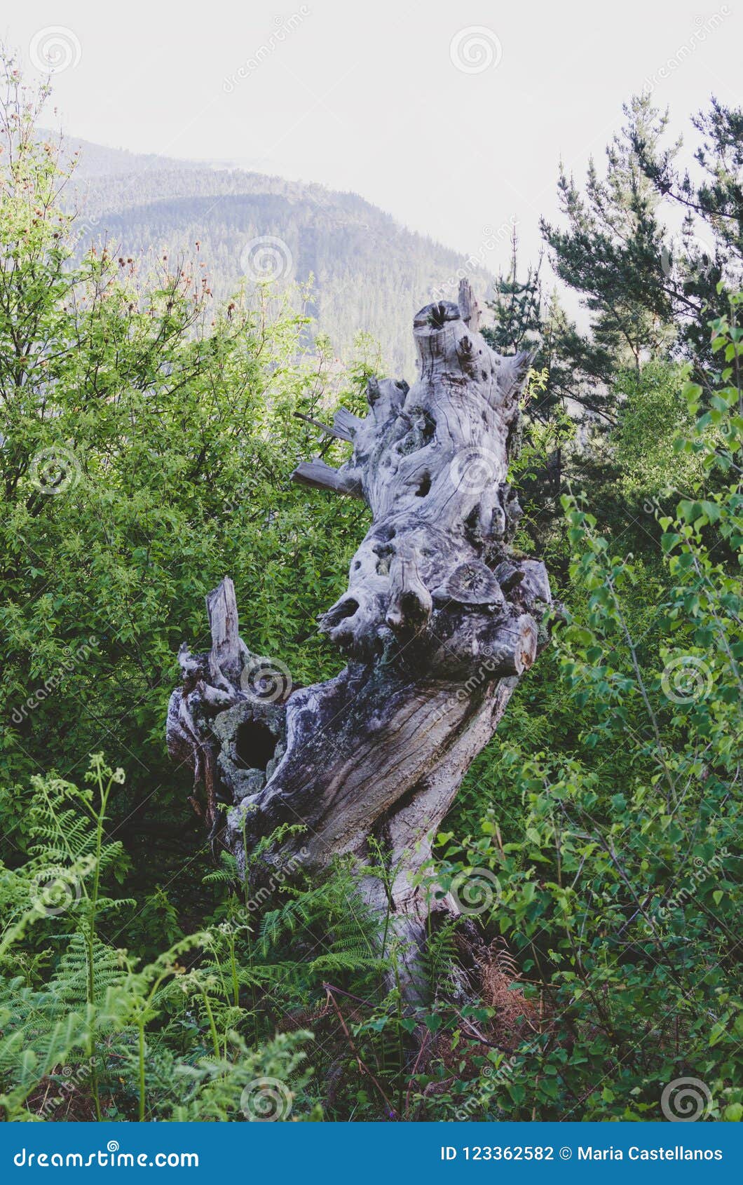 Dry Tree Trunk in the Forest. Stock Photo - Image of flora, outdoor ...
