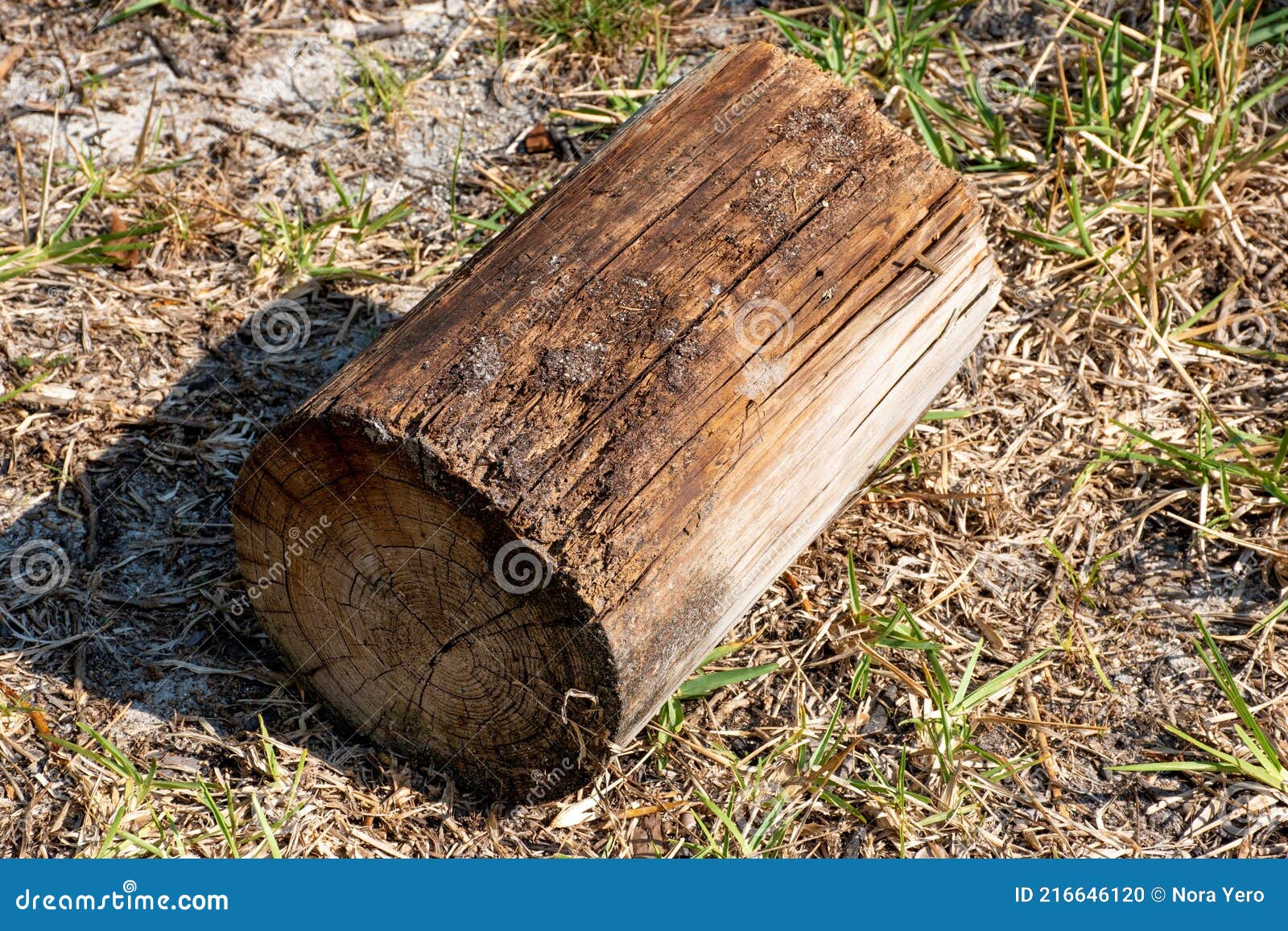 Dry Tree Trunk on the Forest Path Stock Photo - Image of process ...