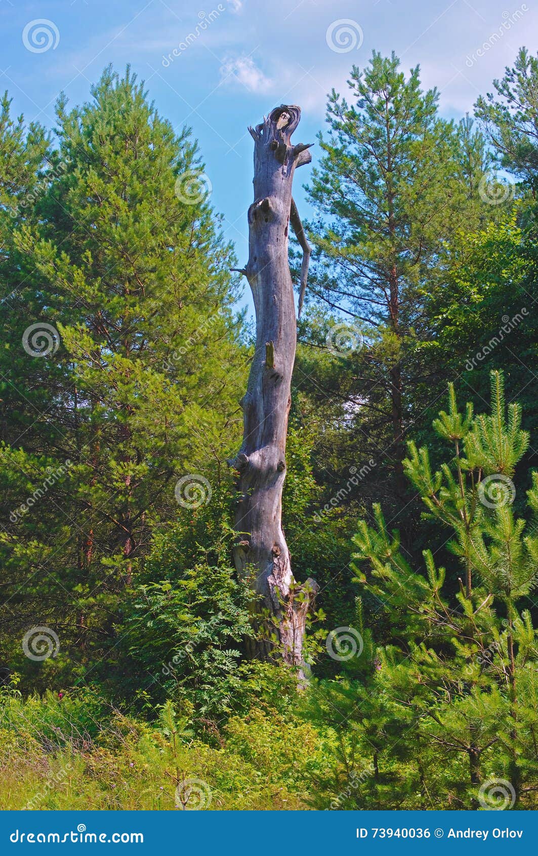 Dry Tree Trunk among the Fresh Green Trees Stock Photo - Image of woods ...