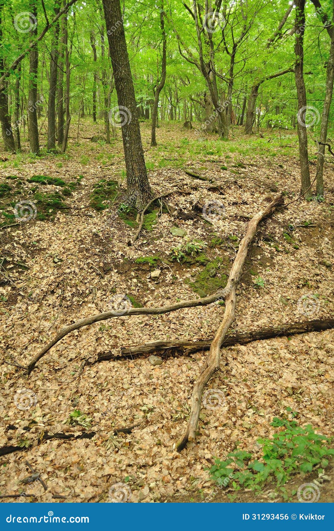 Dry Tree Trunk Lying in Green Forest Stock Photo - Image of ground ...