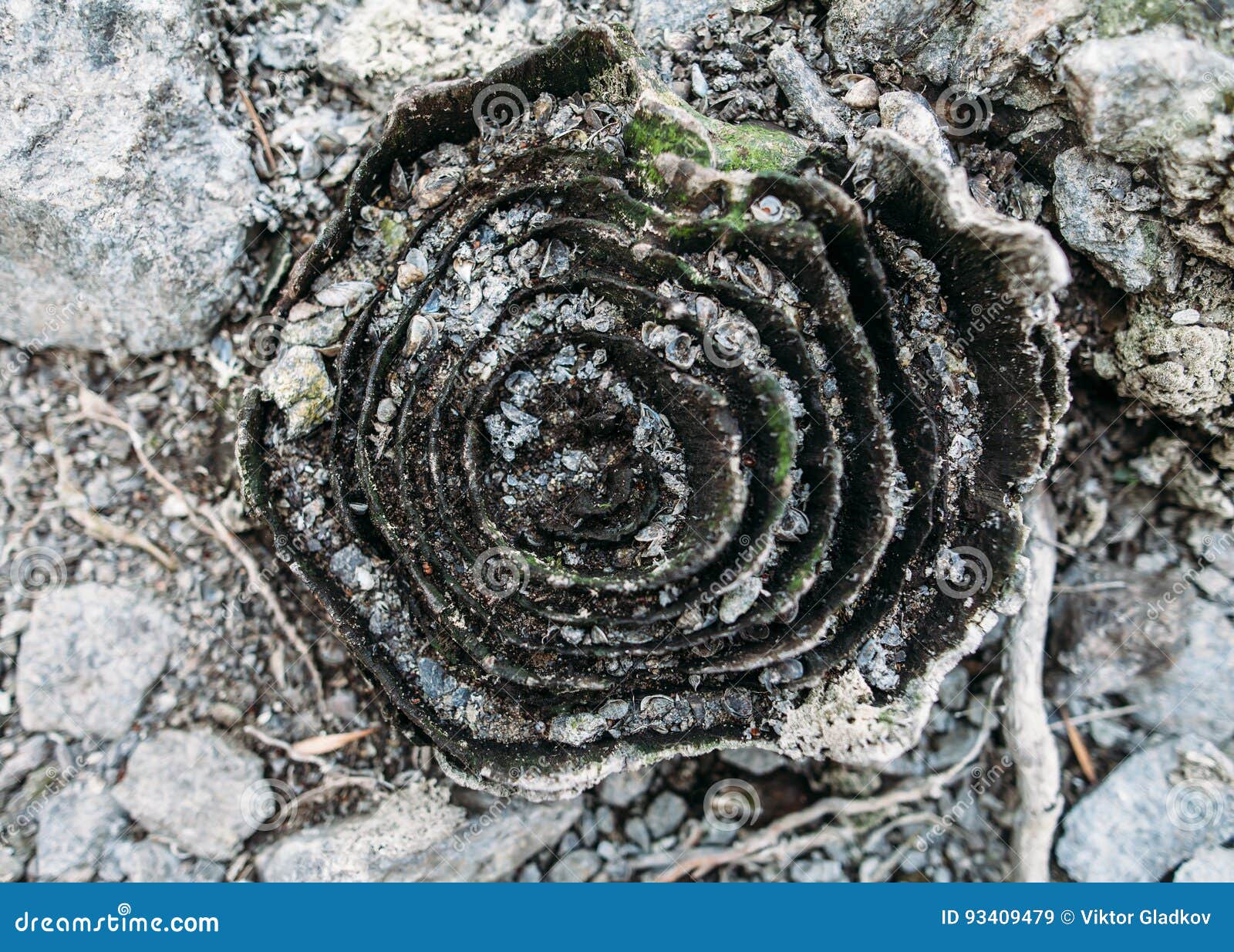 Dry Tree Trunk. Nature Background Stock Image - Image of autumn, rings ...