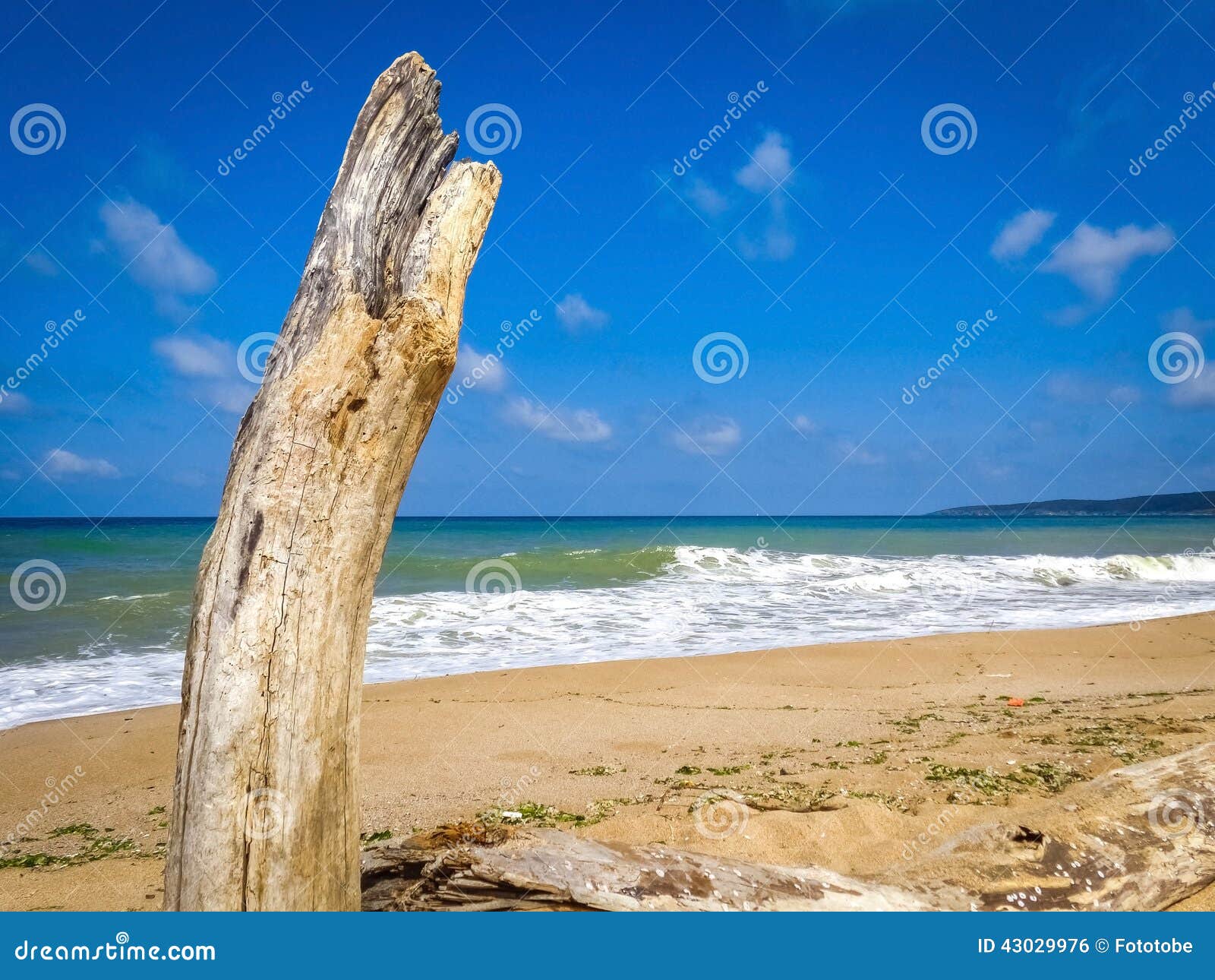 Dry Tree Trunk Sea Beach Wave Coast Summer Blue Sunny Sky Stock Photo ...