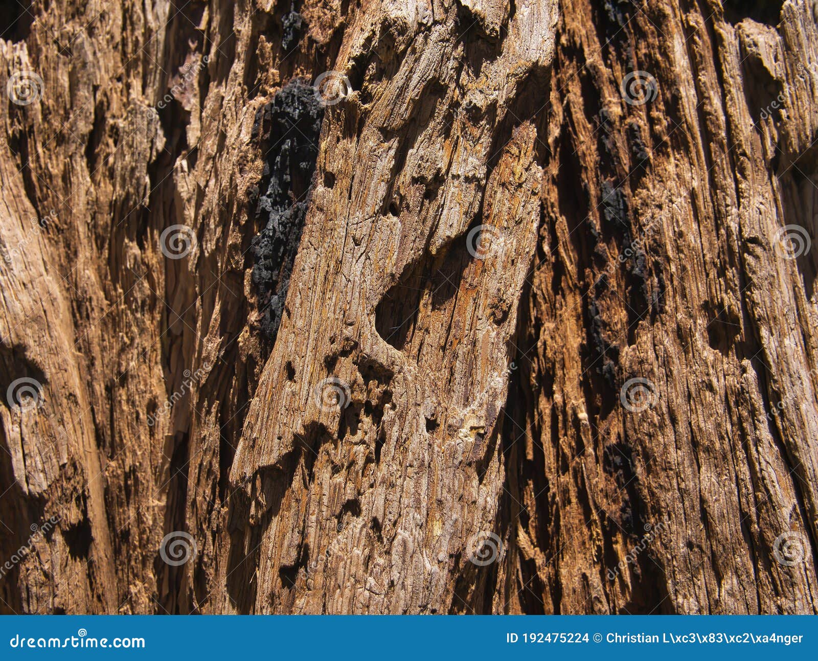 A Dry Tree Trunk with Small Burn Marks Stock Photo - Image of scorch ...