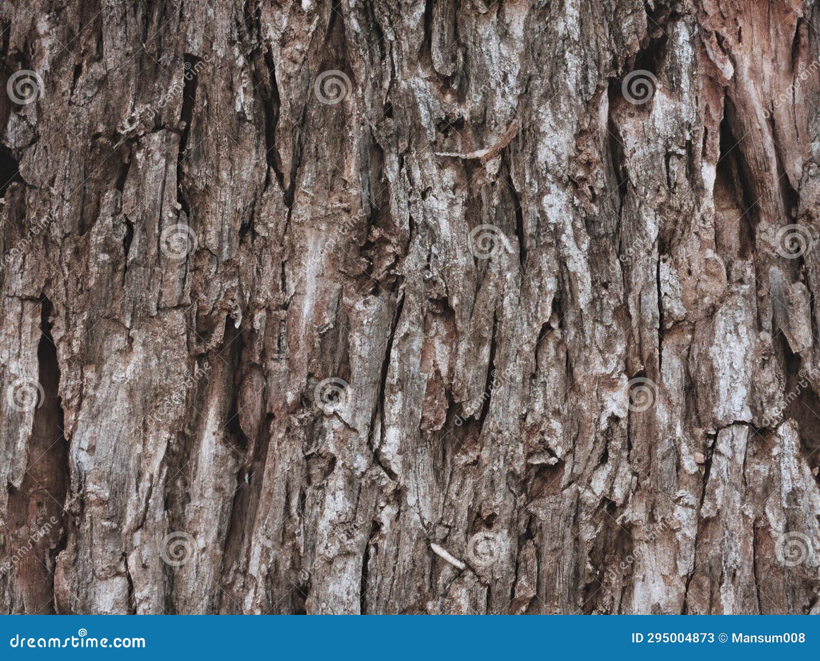 Dry tree trunk texture stock image. Image of detail - 295004873