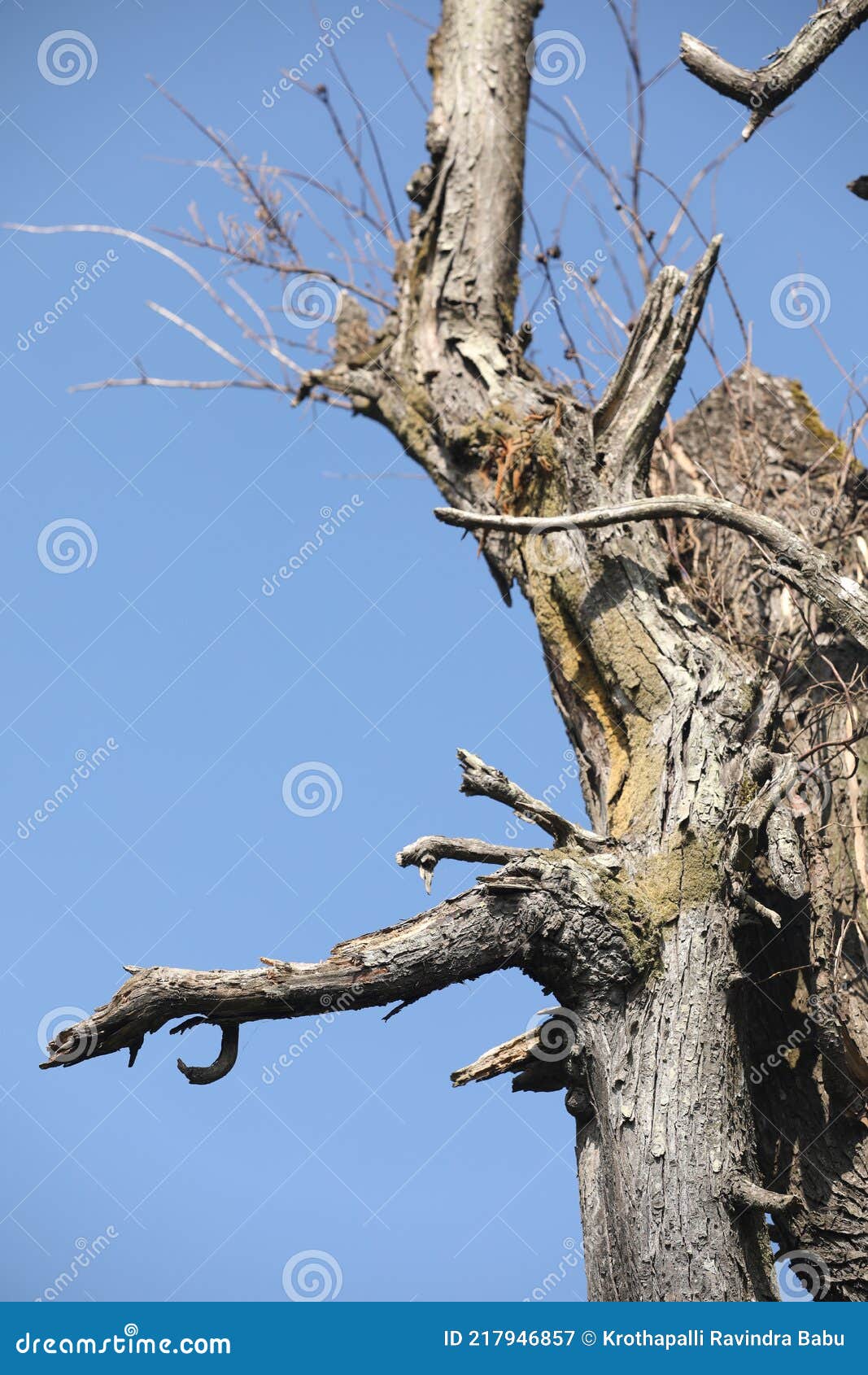 Dry Tree Trunk Texture in Nature Stock Image - Image of tree, texture ...