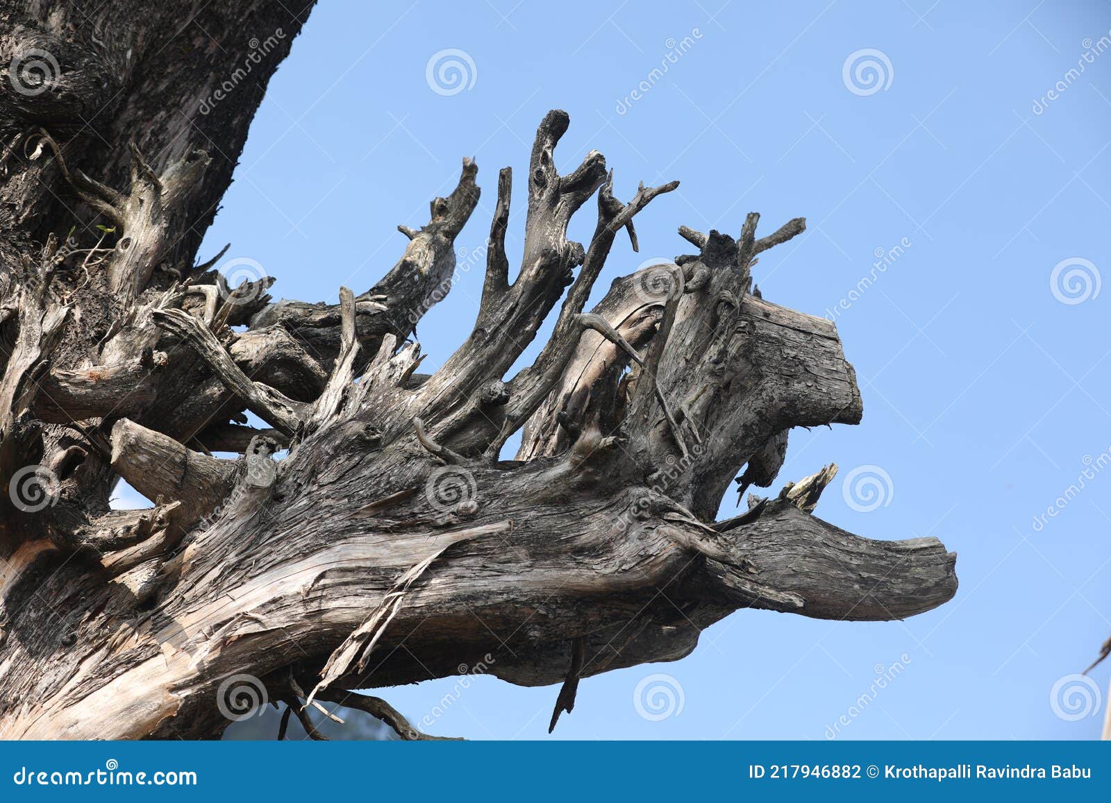 Dry Tree Trunk Texture in Nature Stock Photo - Image of desert, medical ...