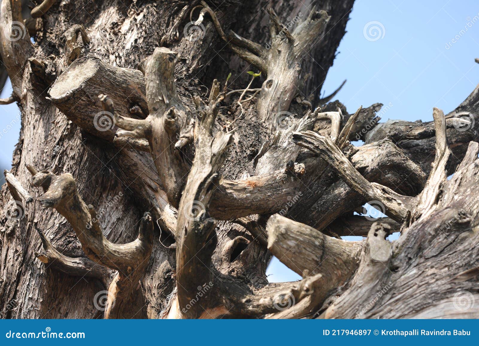 Dry Tree Trunk Texture in Nature Stock Image - Image of medical ...