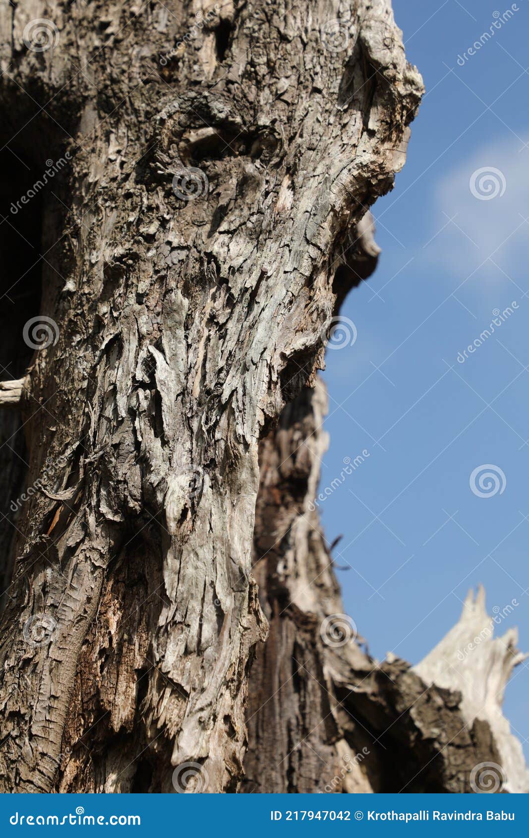 Dry Tree Trunk Texture in Nature Stock Photo - Image of life, nature ...