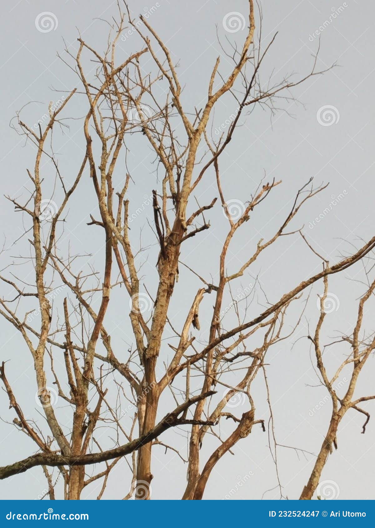 Dry tree trunk stock image. Image of tree, autumn, snow - 232524247