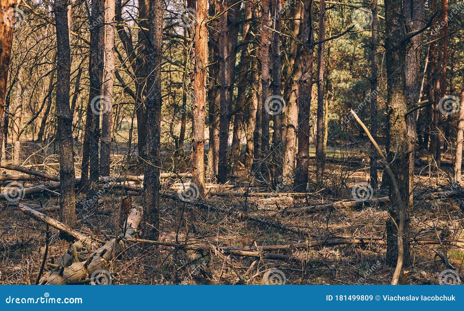 Dry Tree Trunks in the Coniferous Forest Stock Image - Image of plants ...