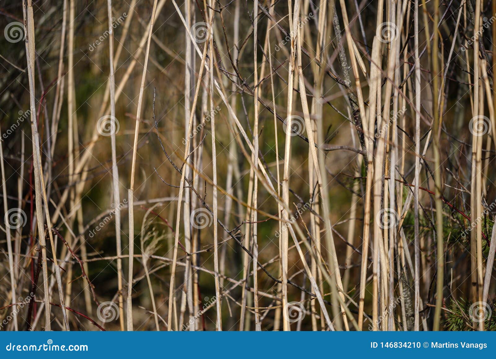 Dry Tree Trunks in Forest Spring Stock Photo - Image of water ...