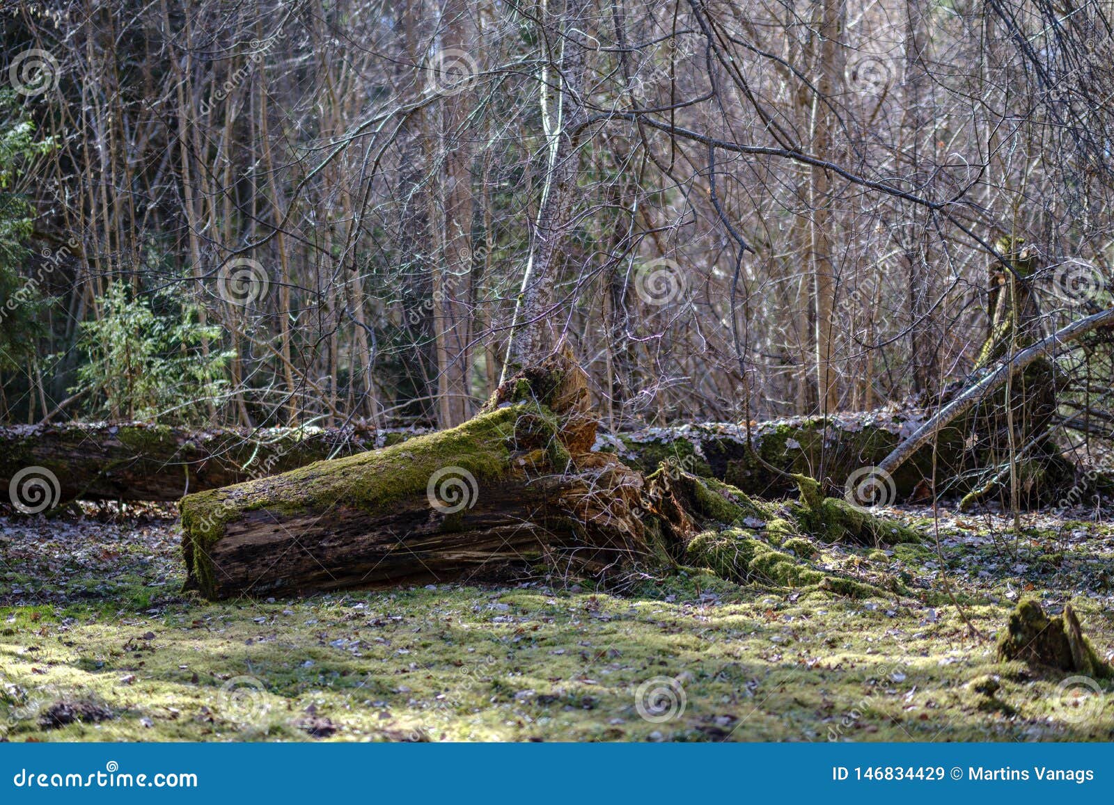 Dry Tree Trunks in Forest Spring Stock Image - Image of trunks, nature ...