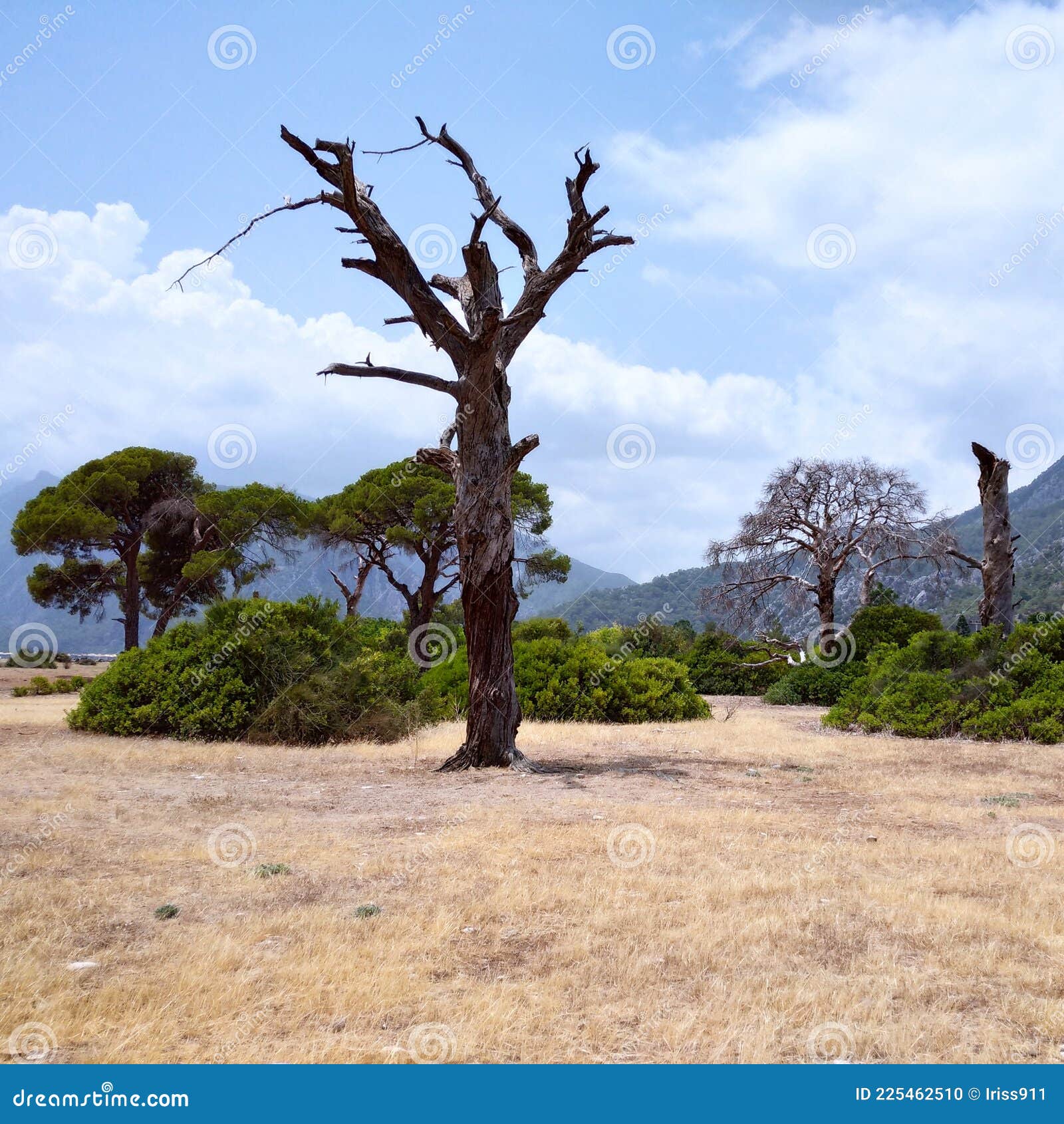 Dry Tree in the Valley between the Mountains. Stock Photo - Image of ...