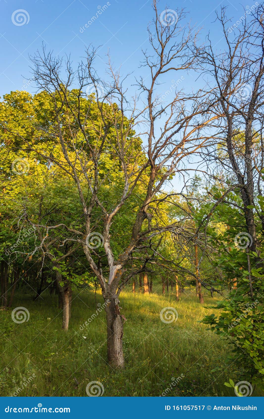 Dry tree stock image. Image of outdoor, blue, heaven - 161057517