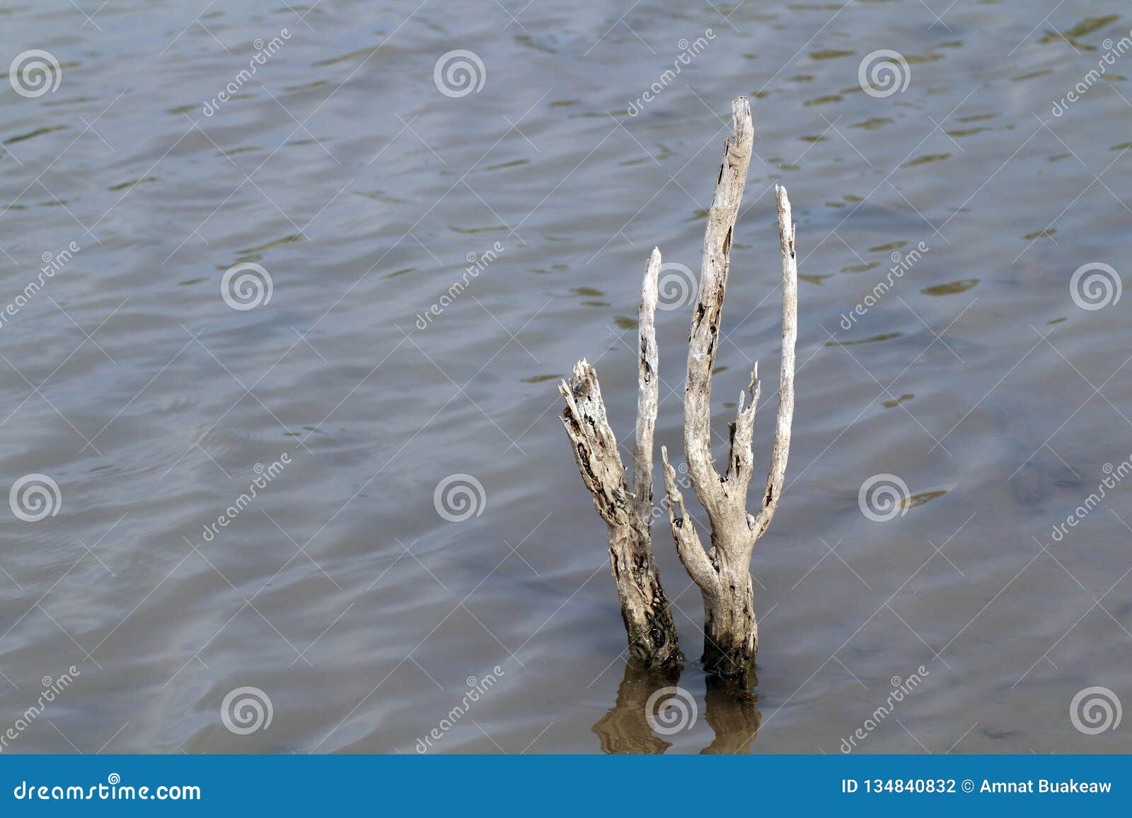 Dry Tree in Water Shallow, Dried Stems in the Drought, Dry Tree ...
