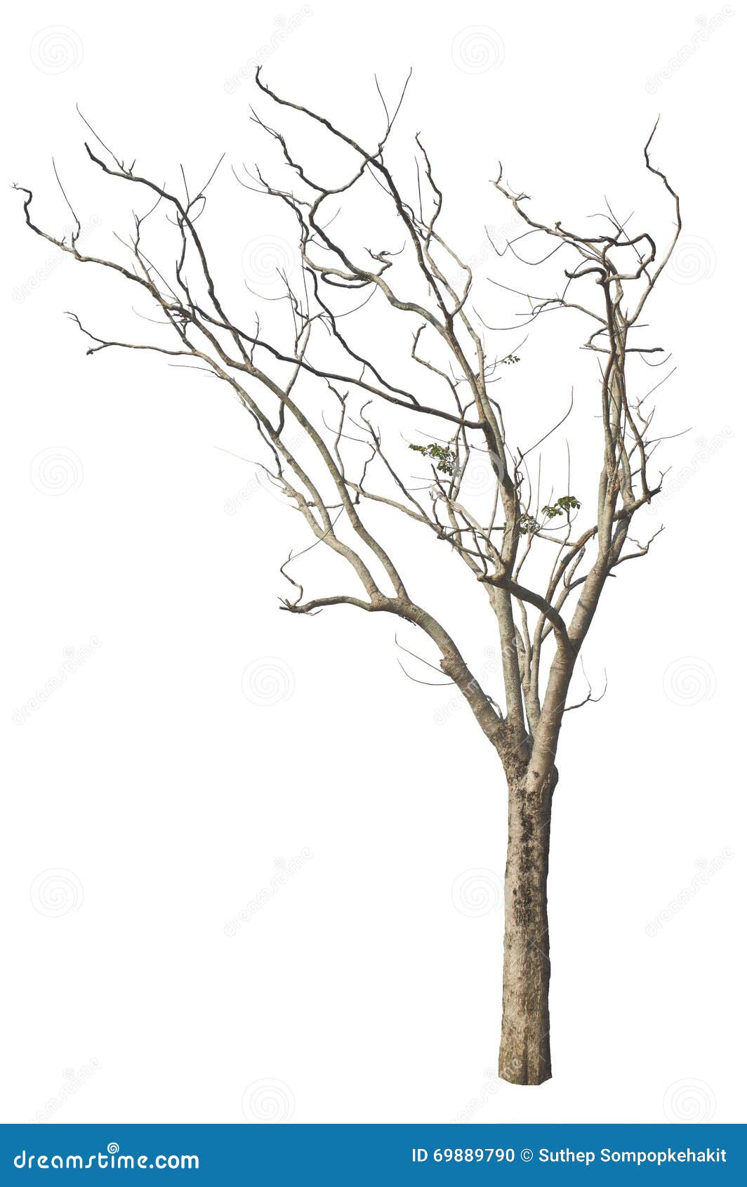 Dry Tree on a White Background Stock Photo - Image of background, close ...