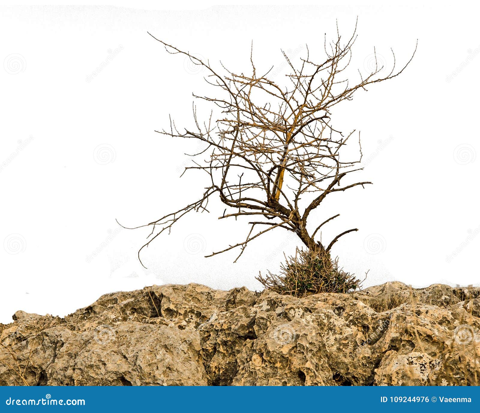 Dry Tree on White Background Stock Photo - Image of driftwood, grey ...